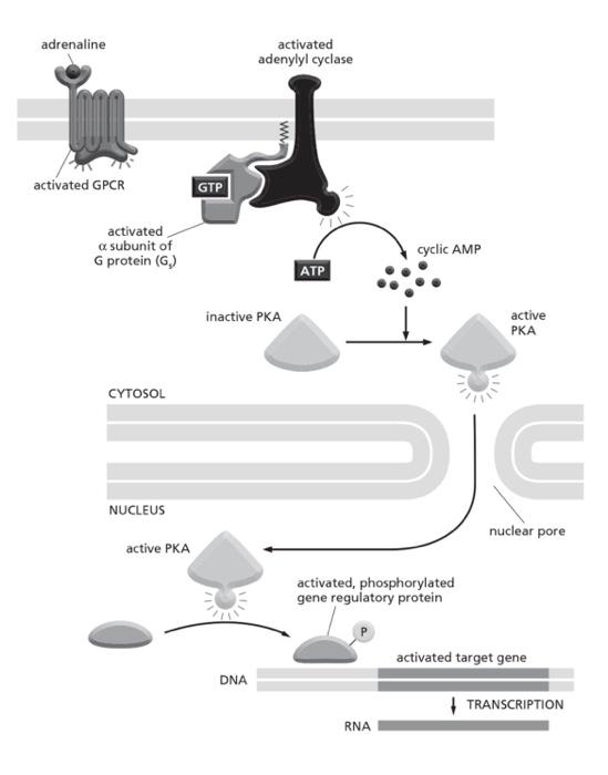 Solved The diagram describes a signaling pathway involved | Chegg.com