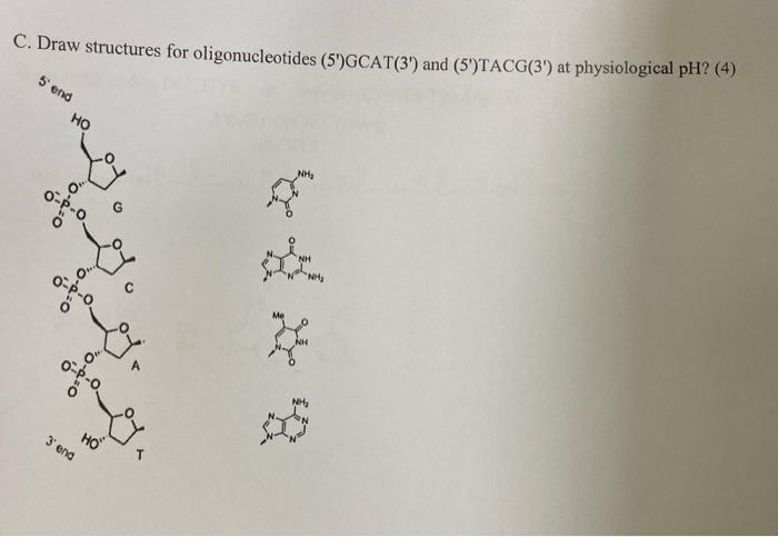 Solved C. Draw structures for oligonucleotides (5′)GCAT(3′) | Chegg.com