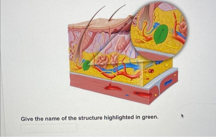 Solved Give the name of the structure highlighted in green. | Chegg.com
