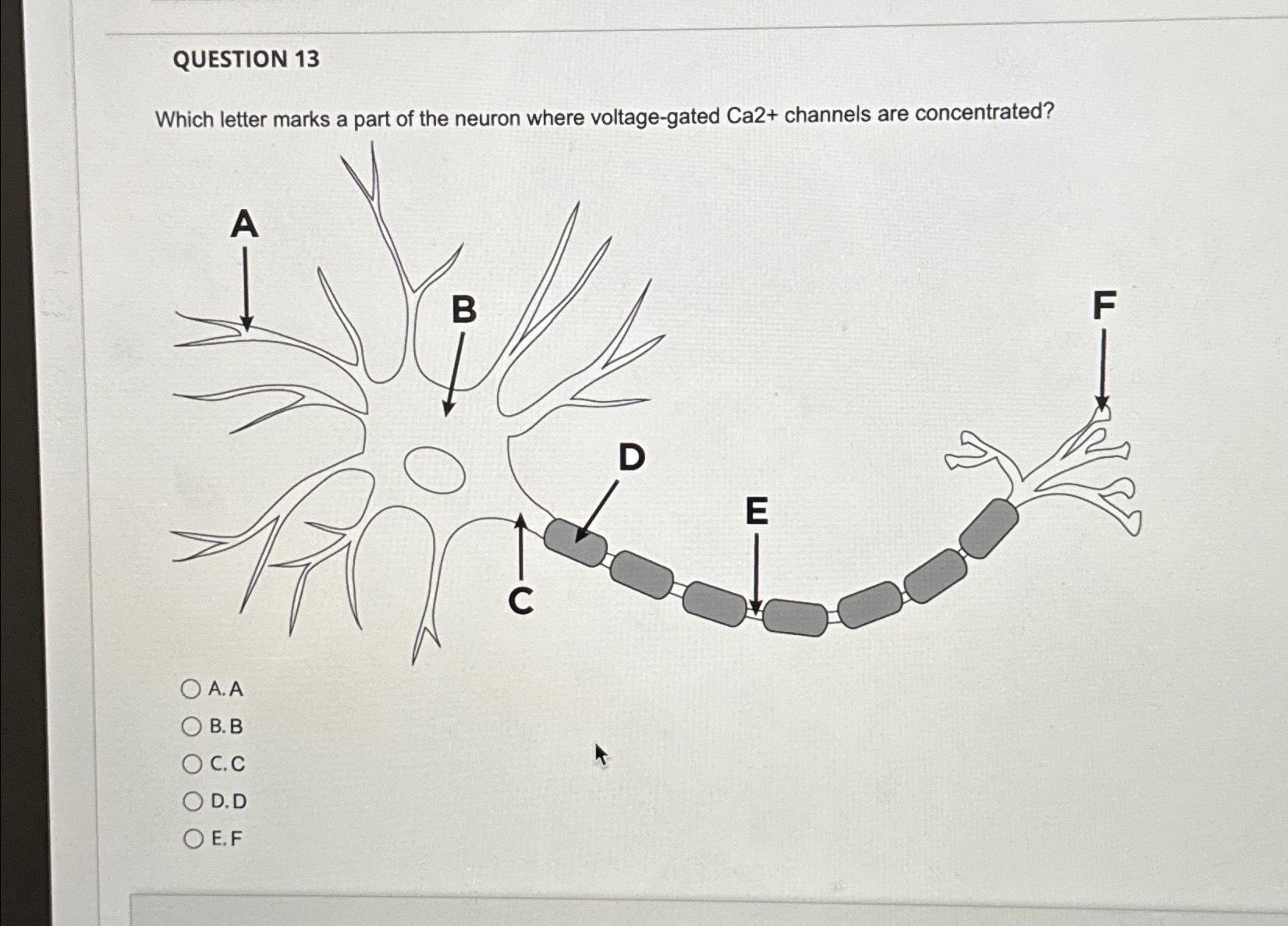 Solved QUESTION 13Which letter marks a part of the neuron | Chegg.com