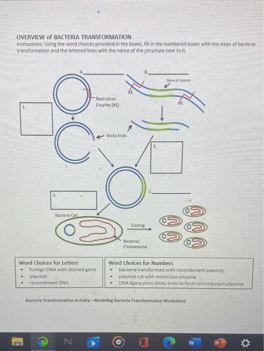 Solved OVERVIEW of BACTERIA TRANSFORMATION Instructions | Chegg.com