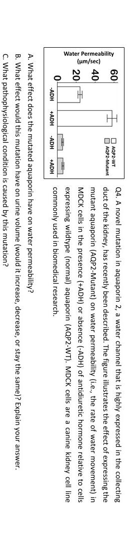 Solved Q4. A novel mutation in aquaporin 2, a water channel | Chegg.com