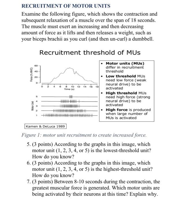 Solved RECRUITMENT OF MOTOR UNITS Examine the following | Chegg.com