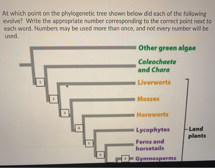 Solved At Which Point On The Phylogenetic Tree Shown Below 8886