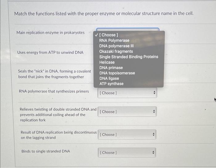 Solved Match the functions listed with the proper enzyme or | Chegg.com