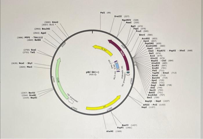 Solved 1. Based on the plasmid map at the end of this | Chegg.com