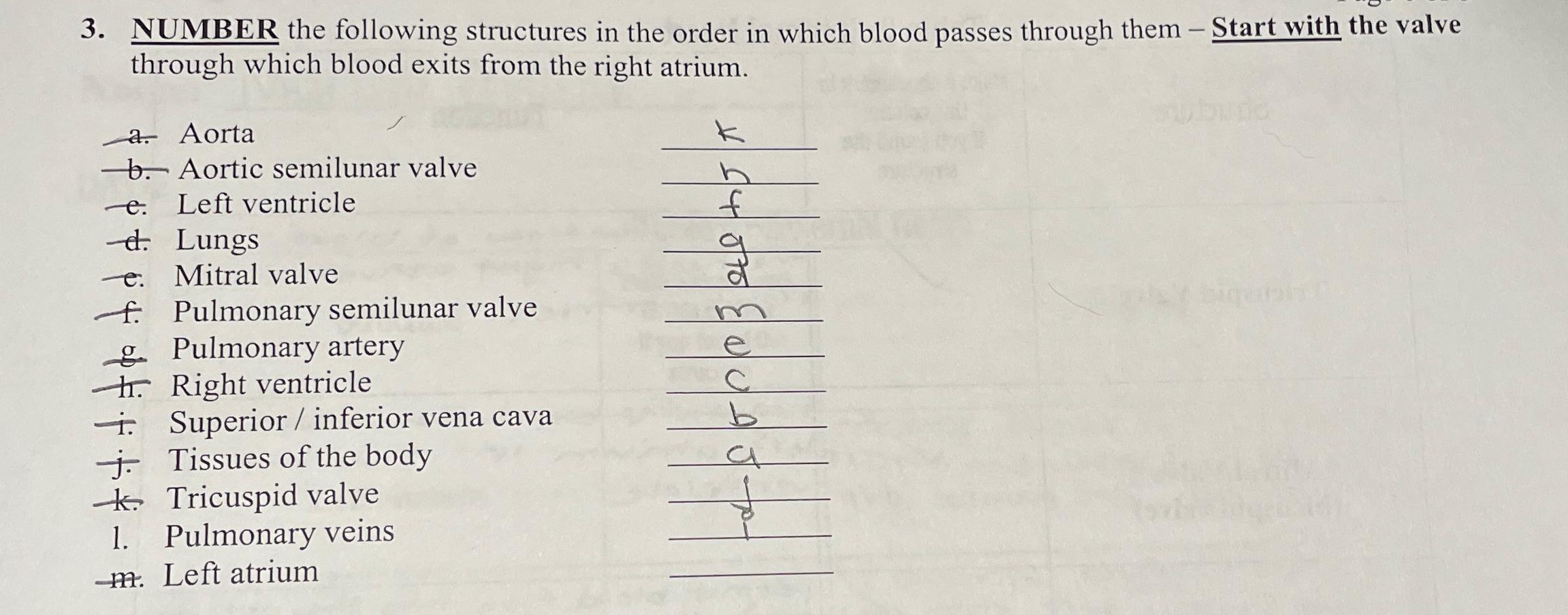 Solved NUMBER the following structures in the order in which | Chegg.com