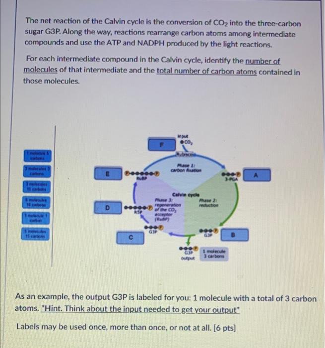 Solved The net reaction of the Calvin cycle is the | Chegg.com