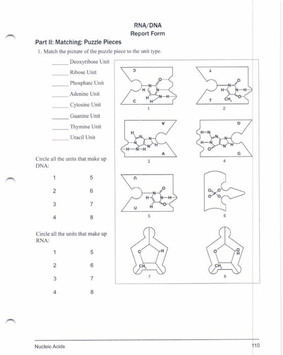 Solved RNA/DNA Report Form Part II: Matching: Puzzle Pieces | Chegg.com