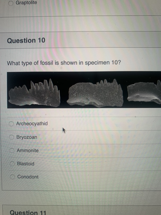 Solved What type of fossil is shown in specimen 1? Rugose | Chegg.com