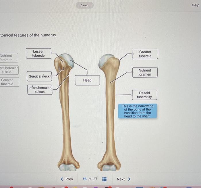 Greater Tubercle Of Humerus