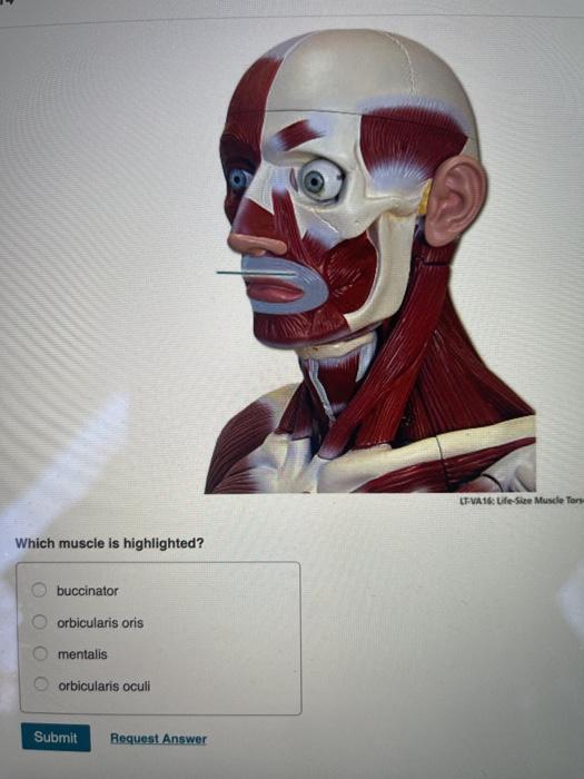 Solved Identify the muscle. ? Mentalis Masseter Temporalis | Chegg.com