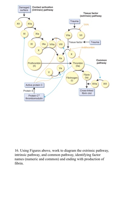 Solved Coagulation Process Coro formers pathway pathway | Chegg.com
