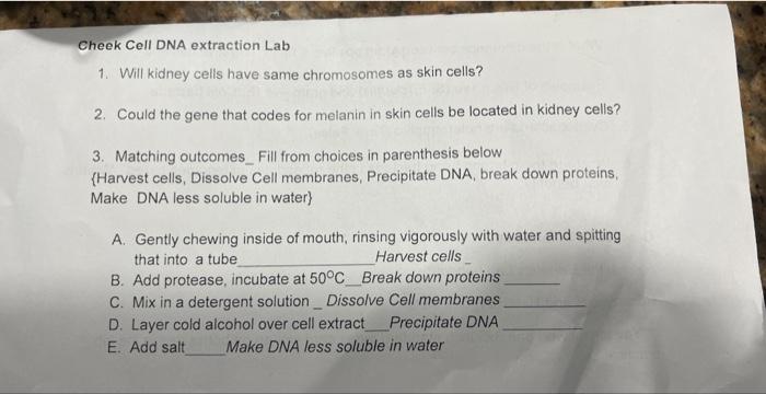 Solved Cheek Cell DNA extraction Lab 1. Will kidney cells | Chegg.com