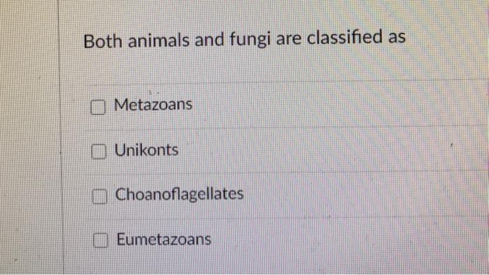 Solved Both animals and fungi are classified as O Metazoans | Chegg.com