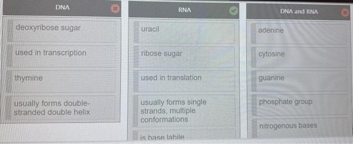 Solved Sort the following as belonging to both DNA and RNA, | Chegg.com
