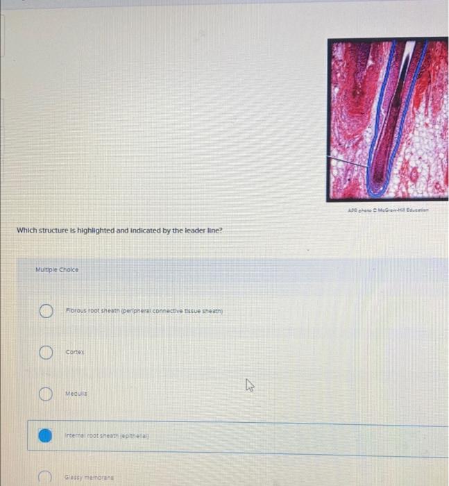 Solved Med Which structure is highlighted and indicated by | Chegg.com
