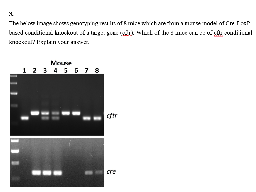 Solved The Below Image Shows Genotyping Results Of 8 mice
