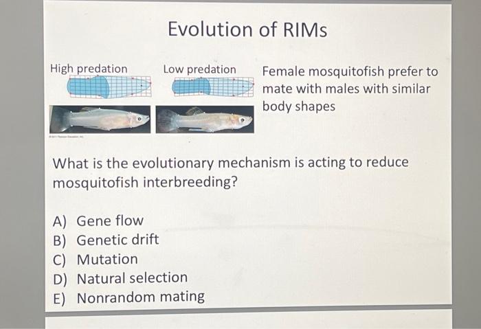 Solved High predation Evolution of RIMS A) Gene flow B) | Chegg.com