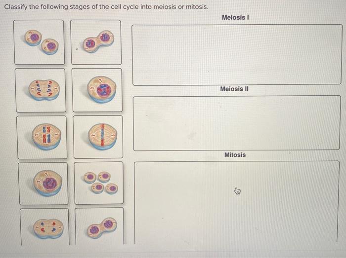 Solved Classify the following stages of the cell cycle into | Chegg.com