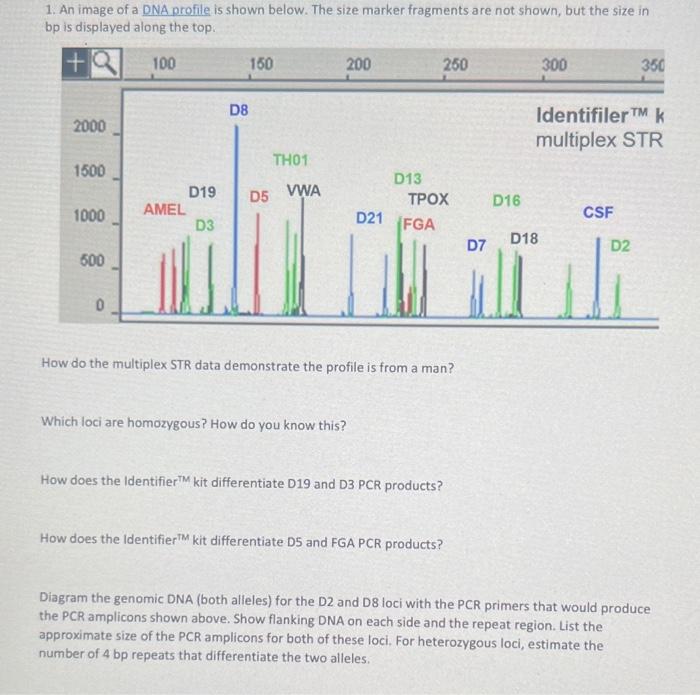 1. An image of a DNA profile is shown below. The size | Chegg.com