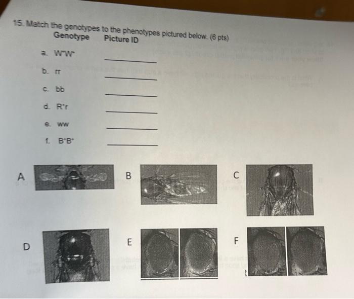 15. Match the genotypes to the phenotypes pictured | Chegg.com