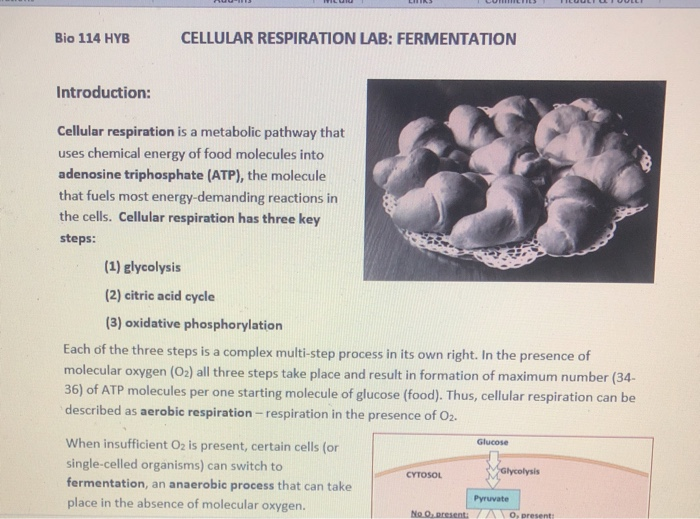 Solved Bio 114 HYB CELLULAR RESPIRATION LAB: FERMENTATION | Chegg.com