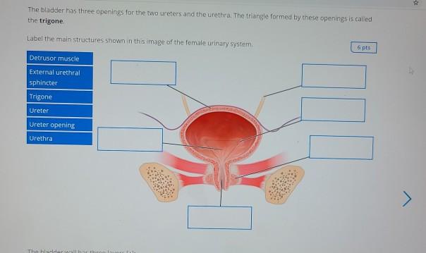 Solved The bladder has three openings for the two ureters | Chegg.com