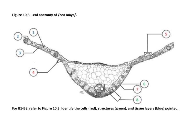 Solved Figure 10.3. Leaf anatomy of /Zea mays/. For B1-B3, | Chegg.com
