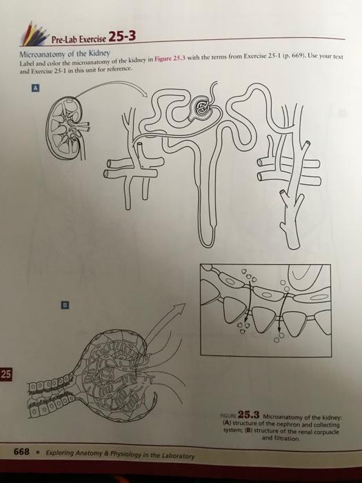 Solved Pre-Lab Exercise 25-3 Microanatomy of the kidney | Chegg.com