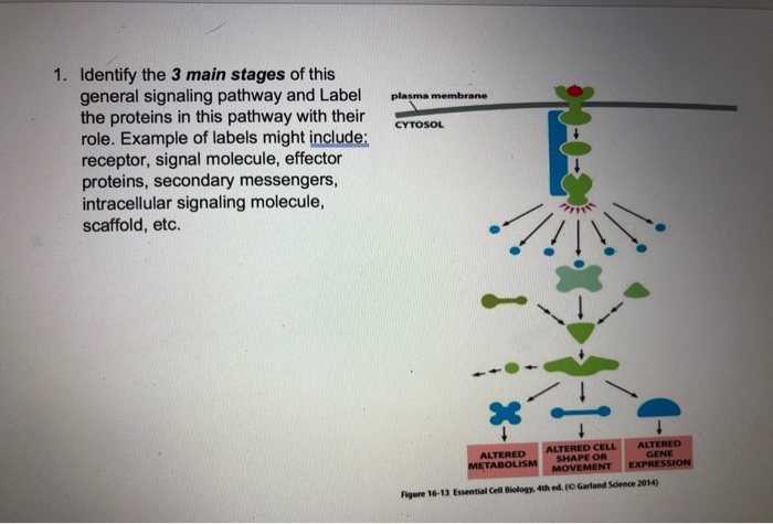 Solved 1. Identify the 3 main stages of this general | Chegg.com