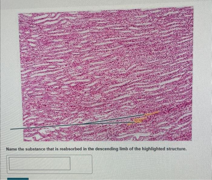 Identity the highlighted structures. Identify the | Chegg.com