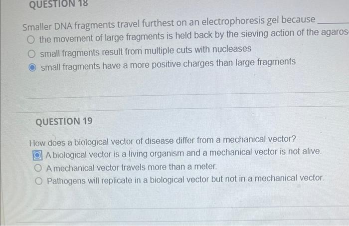 Solved Smaller DNA fragments travel furthest on an | Chegg.com