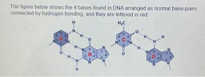 Solved The figure below shows the 4 bases found in DNA | Chegg.com