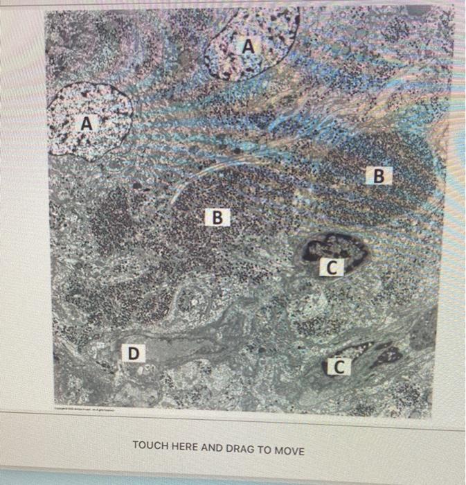 Solved А A B B С D с TOUCH HERE AND DRAG TO MOVE | Chegg.com