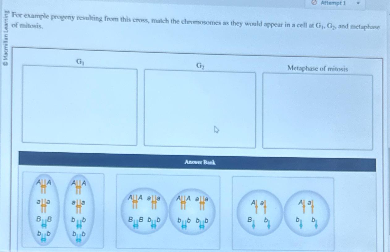 Solved Attempt 1For example progeny resulting from this | Chegg.com