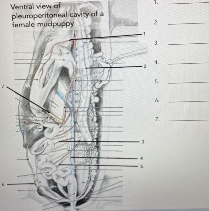 Solved 1. Ventral view of pleuroperitoneal cavity of a | Chegg.com