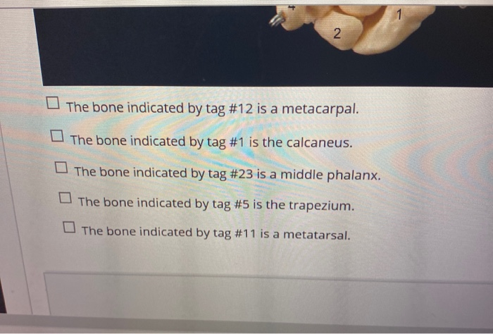 Solved 2 The bone indicated by tag #12 is a metacarpal. The | Chegg.com