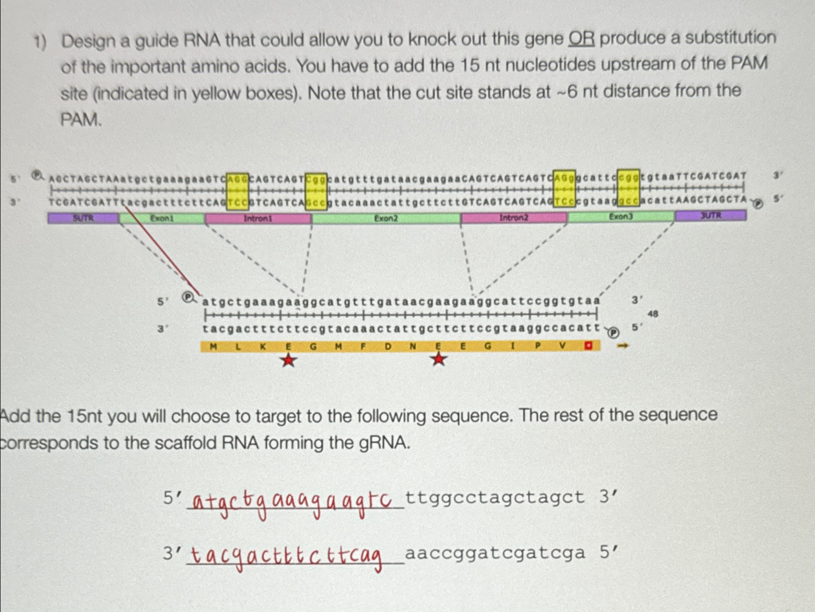 Solved Design a guide RNA that could allow you to knock out | Chegg.com
