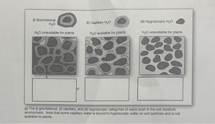 (i) Gravitational (ii) Capillary H2O (iii) | Chegg.com