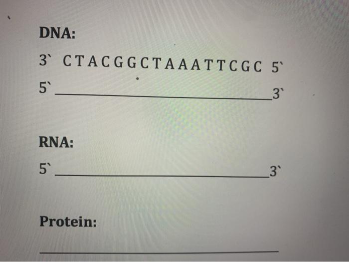 Solved DNA: 3 CTACGGCTAAATTCGC 5 5 3 RNA: 5 3' Protein: 1. | Chegg.com