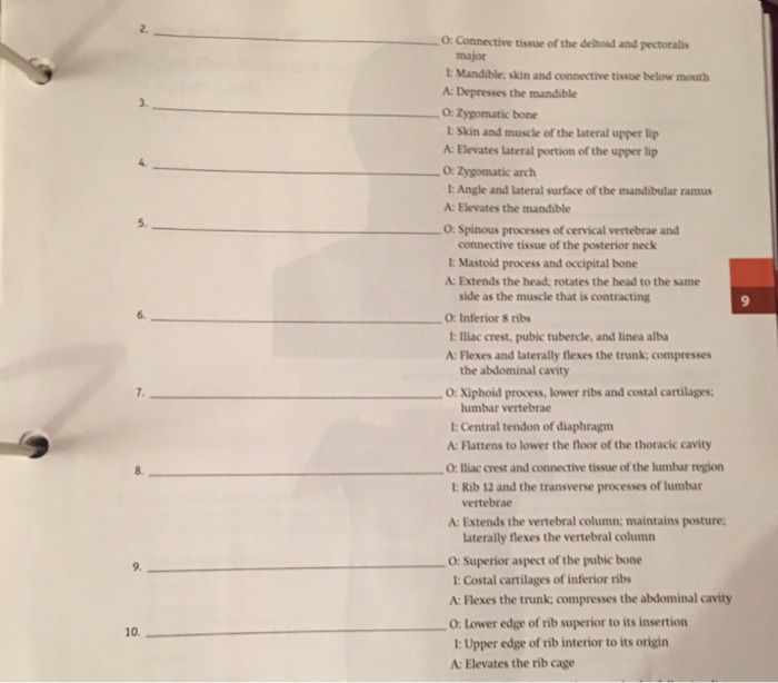 Solved Post-lab ASSESSMENT 9B Muscles of the Head, Neck, and | Chegg.com