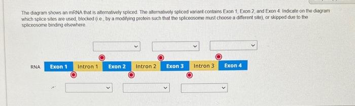 Solved The diagram shows an mRNA that is alternatively | Chegg.com