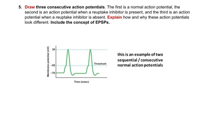 Solved Draw three consecutive action potentials. The first | Chegg.com