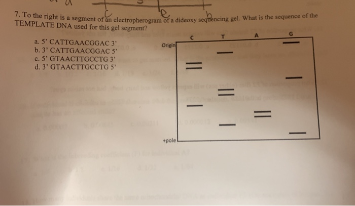 Solved 9. TEMPIEt is a segment of an electropherogram of a | Chegg.com