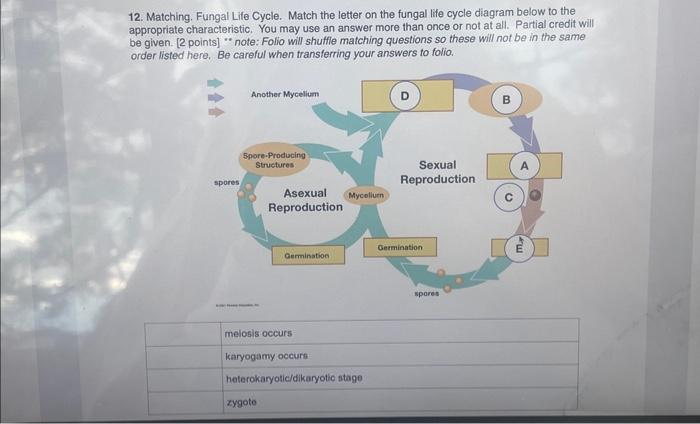 Solved 12 Matching Fungal Life Cycle Match The Letter On 5160