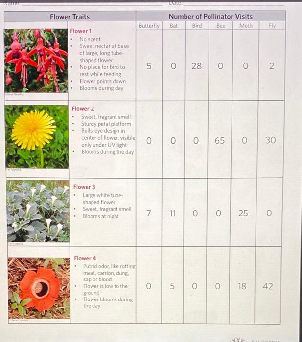 Solved TES Flower Traits Number of Pollinator Visits Bat | Chegg.com