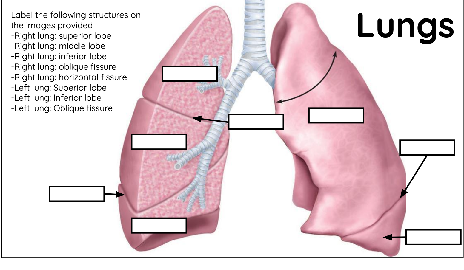 Solved Label the following structures onthe images | Chegg.com