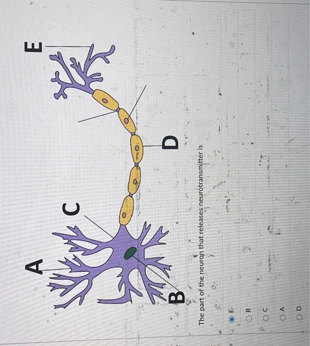 Solved The part of the neuron that releases neurotransmitter | Chegg.com