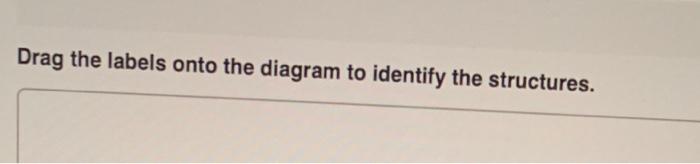 Solved Drag the labels onto the diagram to identify the | Chegg.com